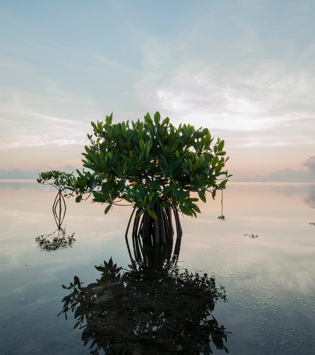 Planting Tree's – Salty Dagger